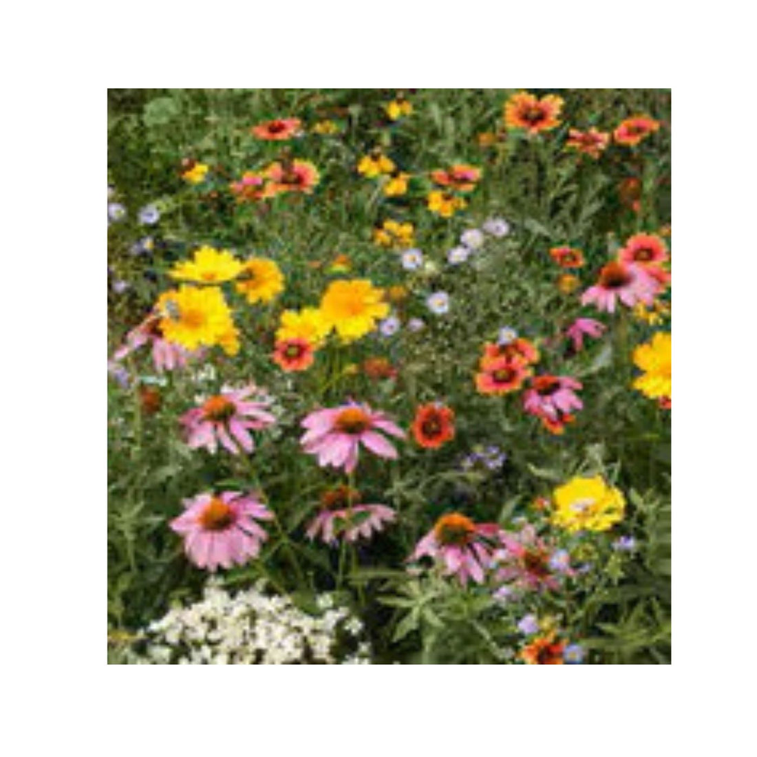 Seeds Honey Bee Mix – Museum of Danish America Design Store